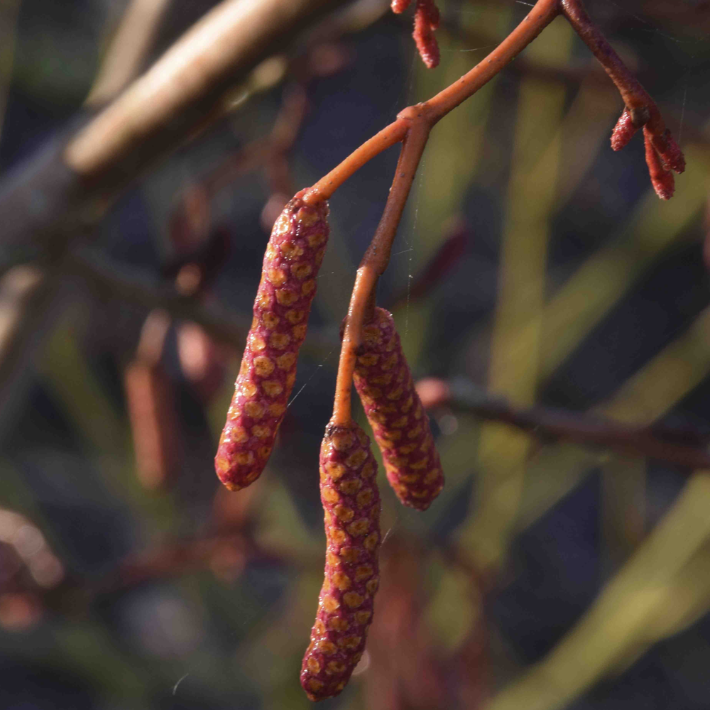 Alnus 'Aurea' | Grey Alder Tree – Gardeners Dream