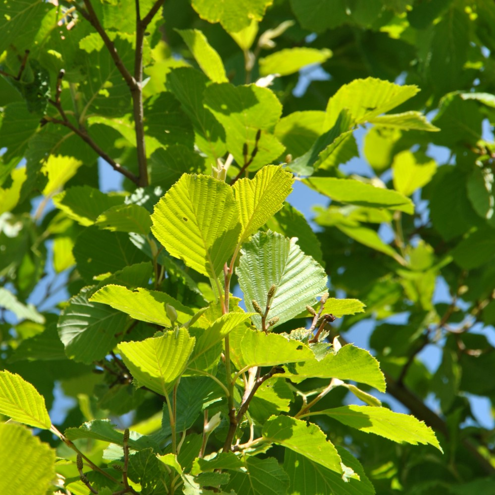 Alnus 'Aurea' | Grey Alder Tree – Gardeners Dream