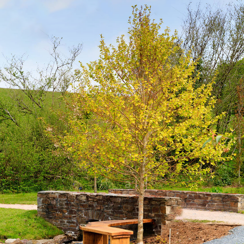 Alnus 'Aurea' | Grey Alder Tree – Gardeners Dream