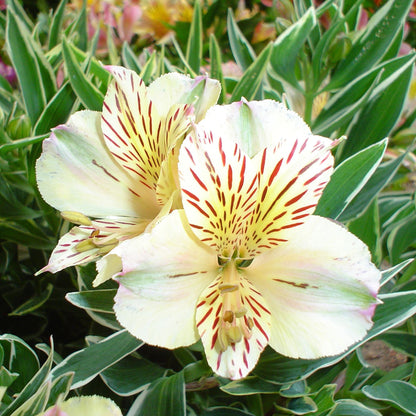 Alstroemeria 'Colorita Claire' | Peruvian Lily – Gardeners Dream