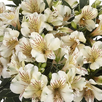 Alstroemeria 'Colorita Claire' | Peruvian Lily – Gardeners Dream