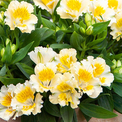 Alstroemeria 'Colorita Yenti' | Peruvian Lily – Gardeners Dream