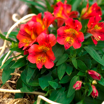 Alstroemeria 'Colorita Kate' | Peruvian Lily – Gardeners Dream