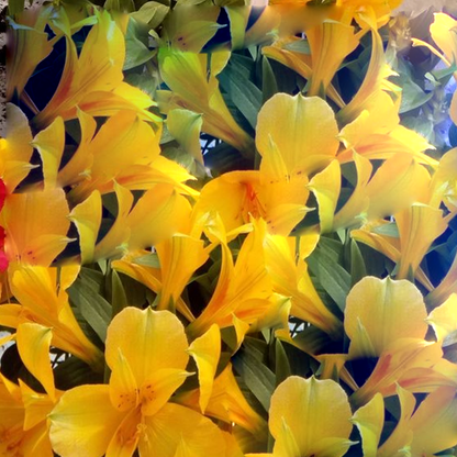 Alstroemeria 'Colorita Lisa' | Peruvian Lily – Gardeners Dream