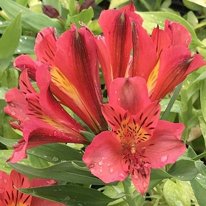 Alstroemeria 'Colorita Eliane Orange' | Peruvian Lily – Gardeners Dream
