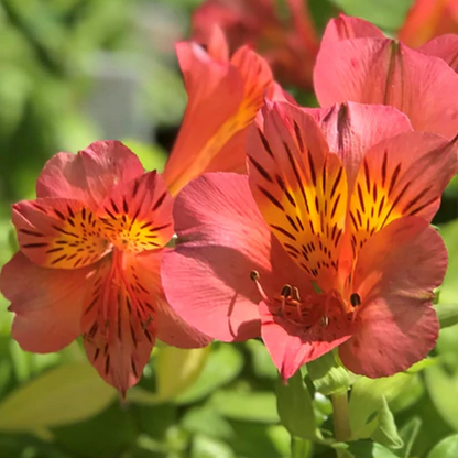 Alstroemeria 'Colorita Eliane Orange' | Peruvian Lily – Gardeners Dream