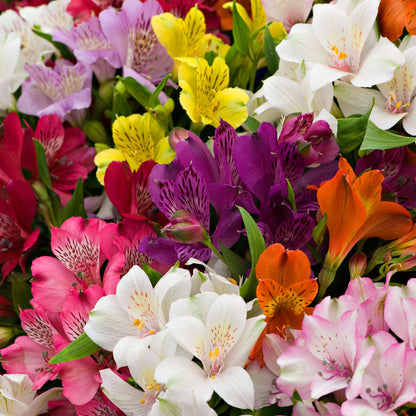 Alstroemeria Mix | Mixed Varieties – Gardeners Dream