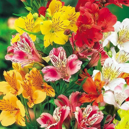 Alstroemeria Mix | Mixed Varieties – Gardeners Dream