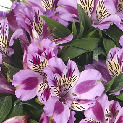 Alstroemeria 'Colorita Mulan' | Peruvian Lily – Gardeners Dream