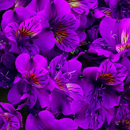 Alstroemeria 'Colorita Tamara' | Peruvian Lily – Gardeners Dream