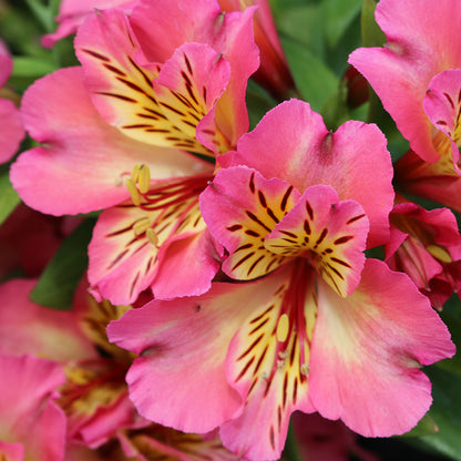 Alstroemeria 'Sunshine' | Peruvian Lily – Gardeners Dream