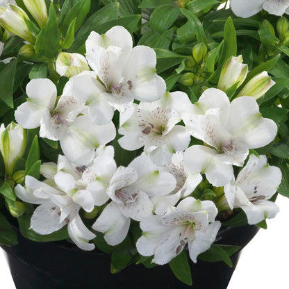 Alstroemeria 'White Magic' | Peruvian Lily – Gardeners Dream