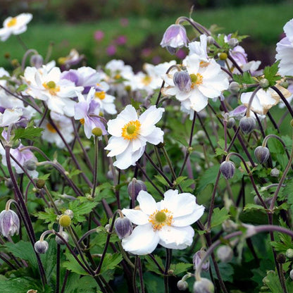 Anemone 'Dreaming Swan' | Windflower – Gardeners Dream