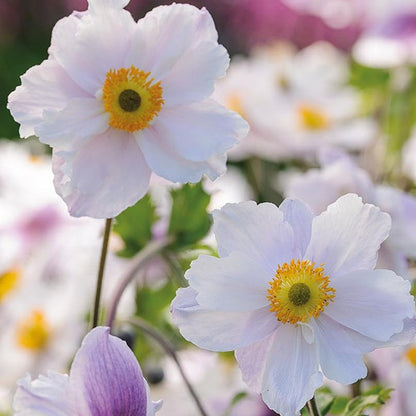 Anemone 'Dreaming Swan' | Windflower – Gardeners Dream