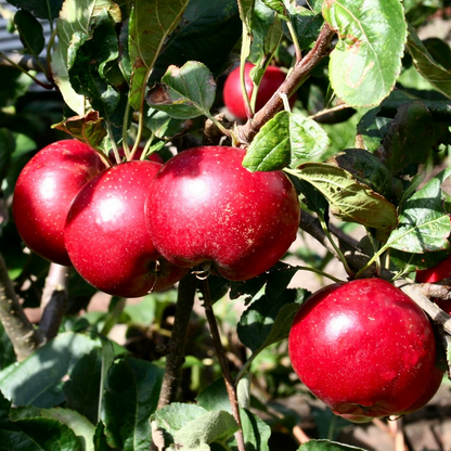 Apple 'Red Devil' | Apple Tree – Gardeners Dream