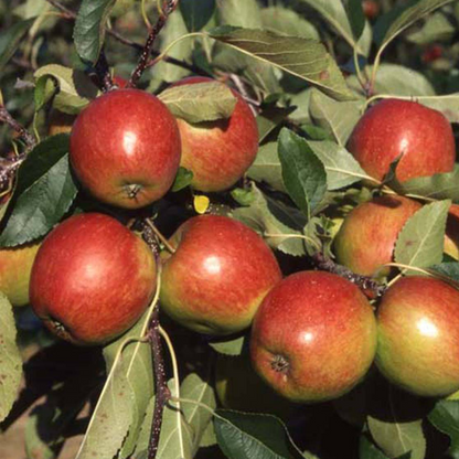 Apple 'Red Falstaff' | Apple Tree – Gardeners Dream