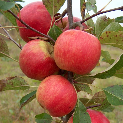 Apple 'Red Falstaff' | Apple Tree – Gardeners Dream