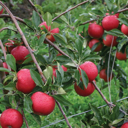 Apple 'Red Falstaff' | Apple Tree – Gardeners Dream
