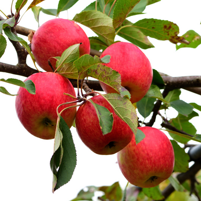 Apple 'Red Falstaff' | Apple Tree – Gardeners Dream