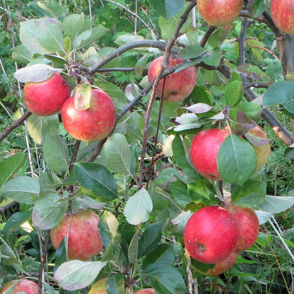 Apple 'Scrumptious' | Apple Tree – Gardeners Dream