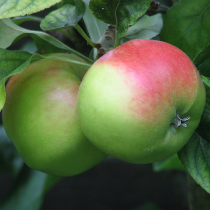 Apple 'Scrumptious' | Apple Tree – Gardeners Dream