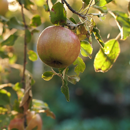 Apple 'Sunset' | Apple Tree – Gardeners Dream
