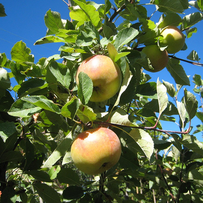 Apple 'Sunset' | Apple Tree – Gardeners Dream