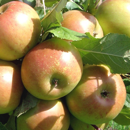 Apple 'Sunset' | Apple Tree – Gardeners Dream