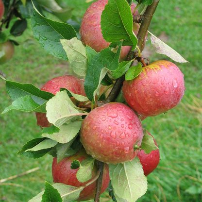 Apple 'Worcester Pearmain' | Apple Tree – Gardeners Dream