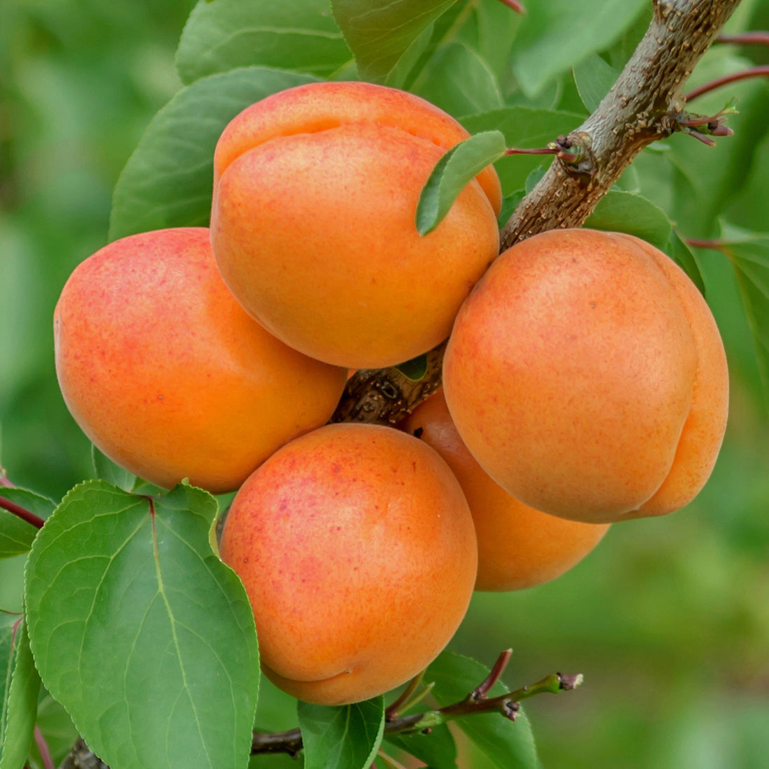 Prunus armeniaca | Apricot Tree – Gardeners Dream