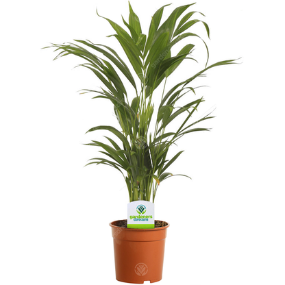 Statement House Plant Bundle – Gardeners Dream