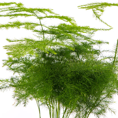 Asparagus Fern | Asparagus setaceus 'Plumosus' – Gardeners Dream