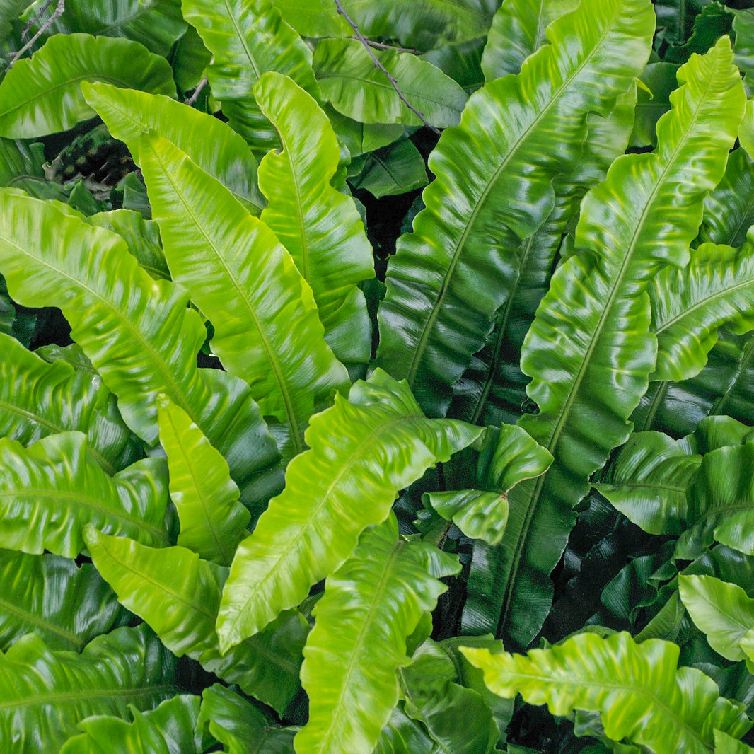 Outdoor Fern Plants | Fern Plants | Gardeners Dream
