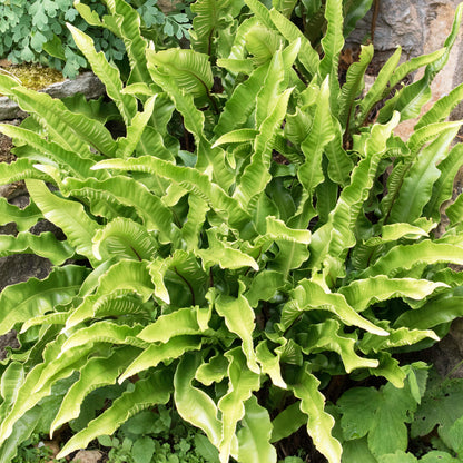 Asplenium 'Angustifolium' | Hart's Tongue Fern – Gardeners Dream