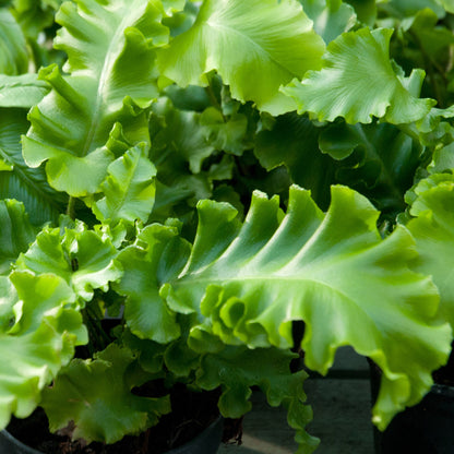 Asplenium 'Angustifolium' | Hart's Tongue Fern – Gardeners Dream