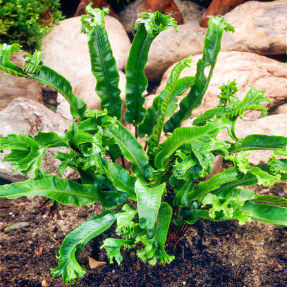 Asplenium 'Cristatum' | Hart's Tongue Fern – Gardeners Dream
