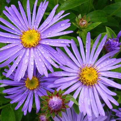 Aster 'Mönch' | Michaelmas Daisy – Gardeners Dream