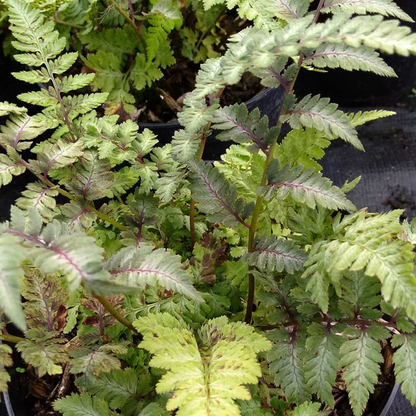 Athyrium 'Red Beauty' | Japanese Painted Fern – Gardeners Dream