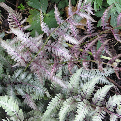 Athyrium 'Red Beauty' | Japanese Painted Fern – Gardeners Dream