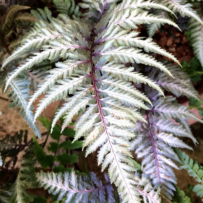 Athyrium 'Red Beauty' | Japanese Painted Fern – Gardeners Dream