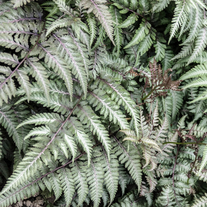 Athyrium 'Red Beauty' | Japanese Painted Fern – Gardeners Dream