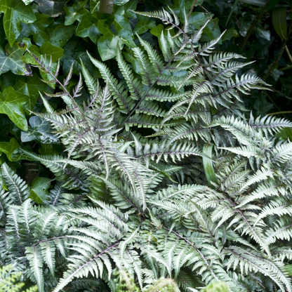 Athyrium 'Metallicum' | Painted Lady Fern – Gardeners Dream
