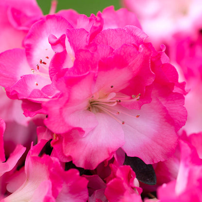 Bicolour Azalea japonica Patio Tree | Japanese Azalea Tree – Gardeners ...