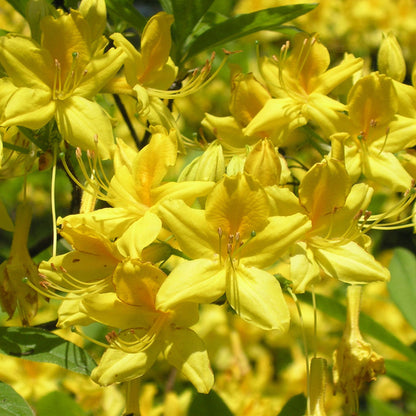 Yellow Azalea Mollis | Azalea – Gardeners Dream