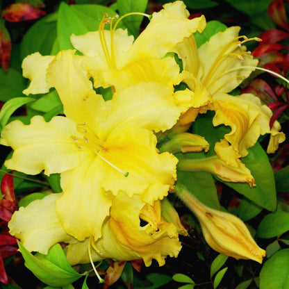 Yellow Azalea Mollis | Azalea – Gardeners Dream