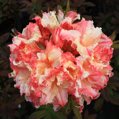 Azalea 'Painted Lady' | Azalea – Gardeners Dream