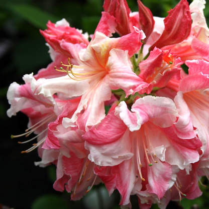 Azalea 'Painted Lady' | Azalea – Gardeners Dream