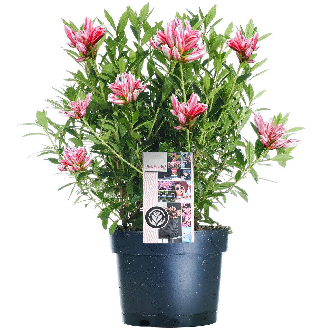 Azalea 'Pink Spider' | Japanese Azalea – Gardeners Dream
