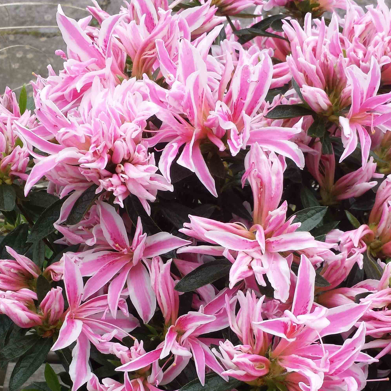 Azalea 'Pink Spider' | Japanese Azalea – Gardeners Dream