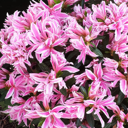 Azalea 'Pink Spider' | Japanese Azalea – Gardeners Dream